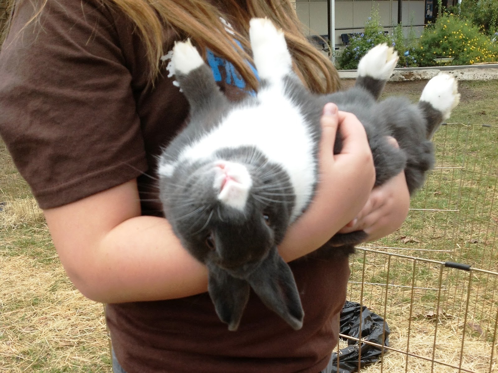 Redeemer Nature Gardens: Bunny Boy or Bunny Girl?