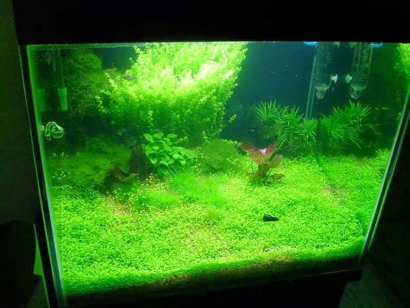 Aquarium Carpet Plants Carpet Vidalondon