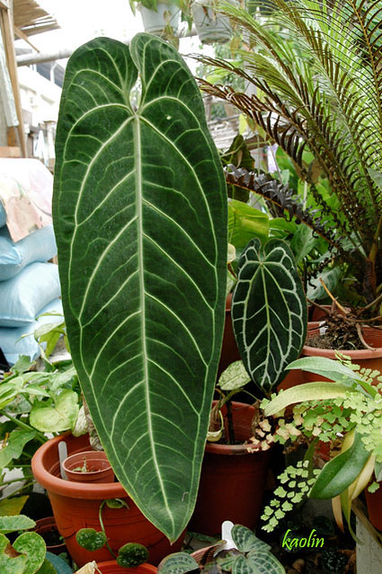 Anthurium warocqueanum - Queen Anthurium care | Travaldo's blog