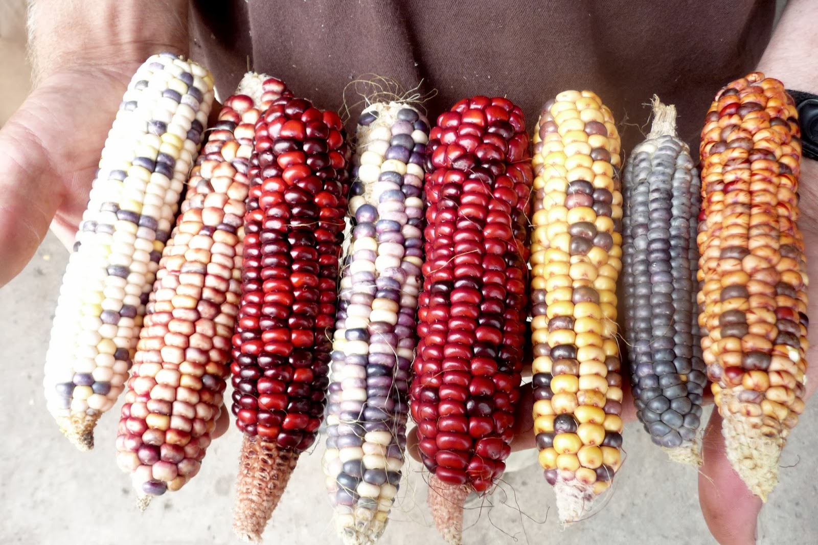 Alternative Roots Farm: {Field-to-Table} Flint Corn