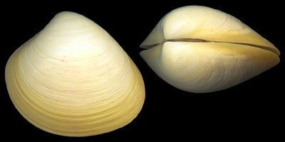 Variety of Life: Pitar