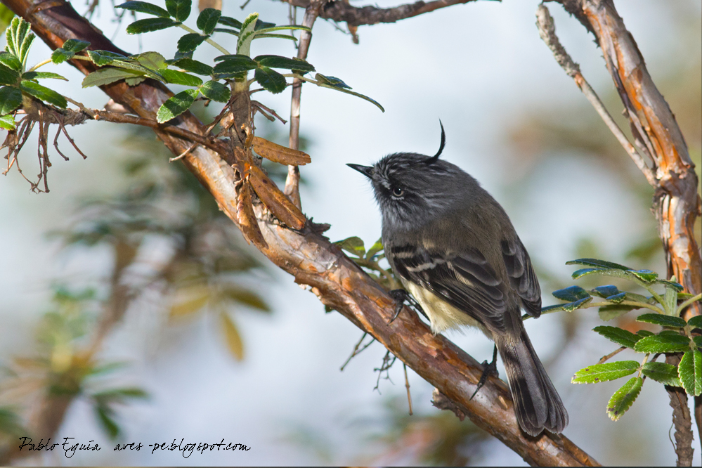 mis fotos de aves: Anairetes parulus Cachudito Pico Negro Tufted Tit-tyrant