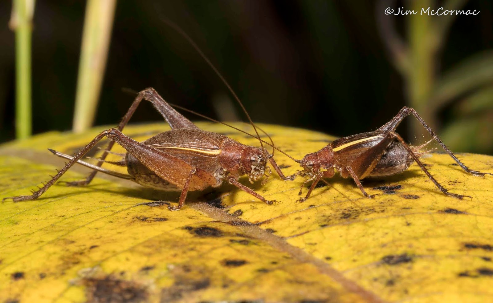 Ohio Birds and Biodiversity: Restless Bush Crickets
