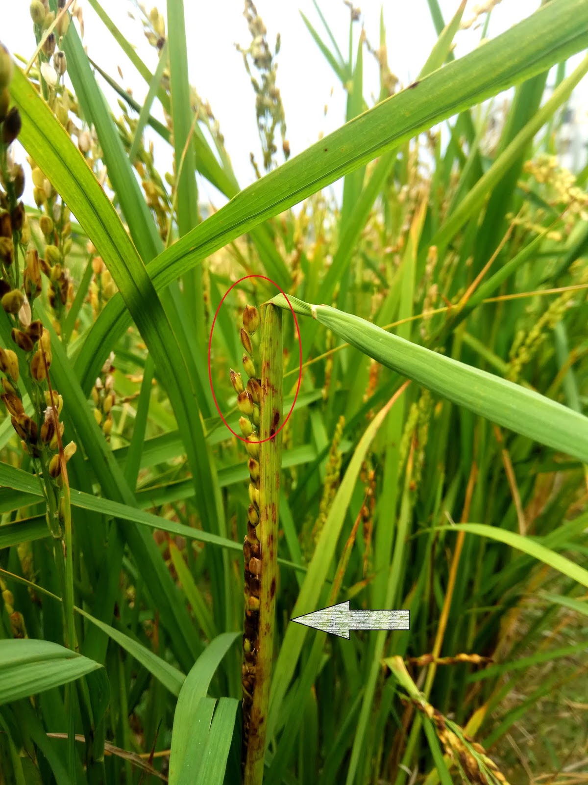 Sheath blight of Rice - AGRI FOCUS
