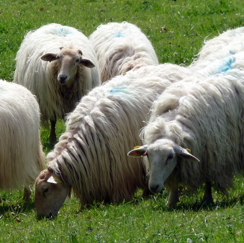 box elder: Basque sheep