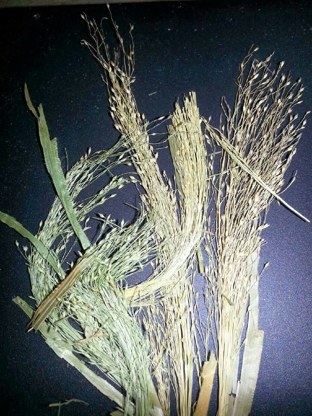 The hidden dangers in hay.... ~ South Florida Horse