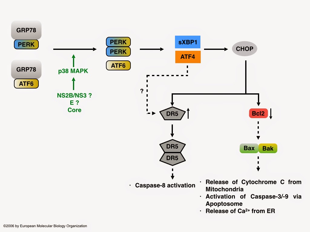 Virology tidbits: Japanese Encephalitis Virus (JEV), ER stress, and ...