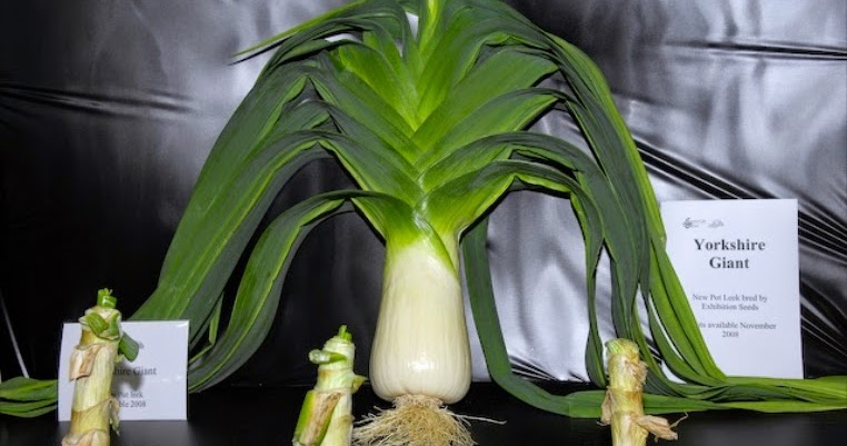 HOW TO GROW GIANT POT LEEKS |The Garden of Eaden