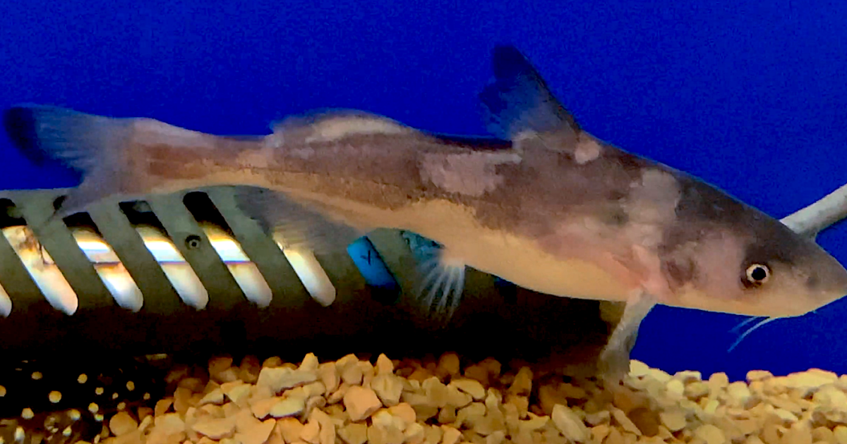 Aquarium Movies (Japan) archive 生きている魚図鑑: イノシシギギ Chinese Longsnout Catfish Leiocassis longirostris