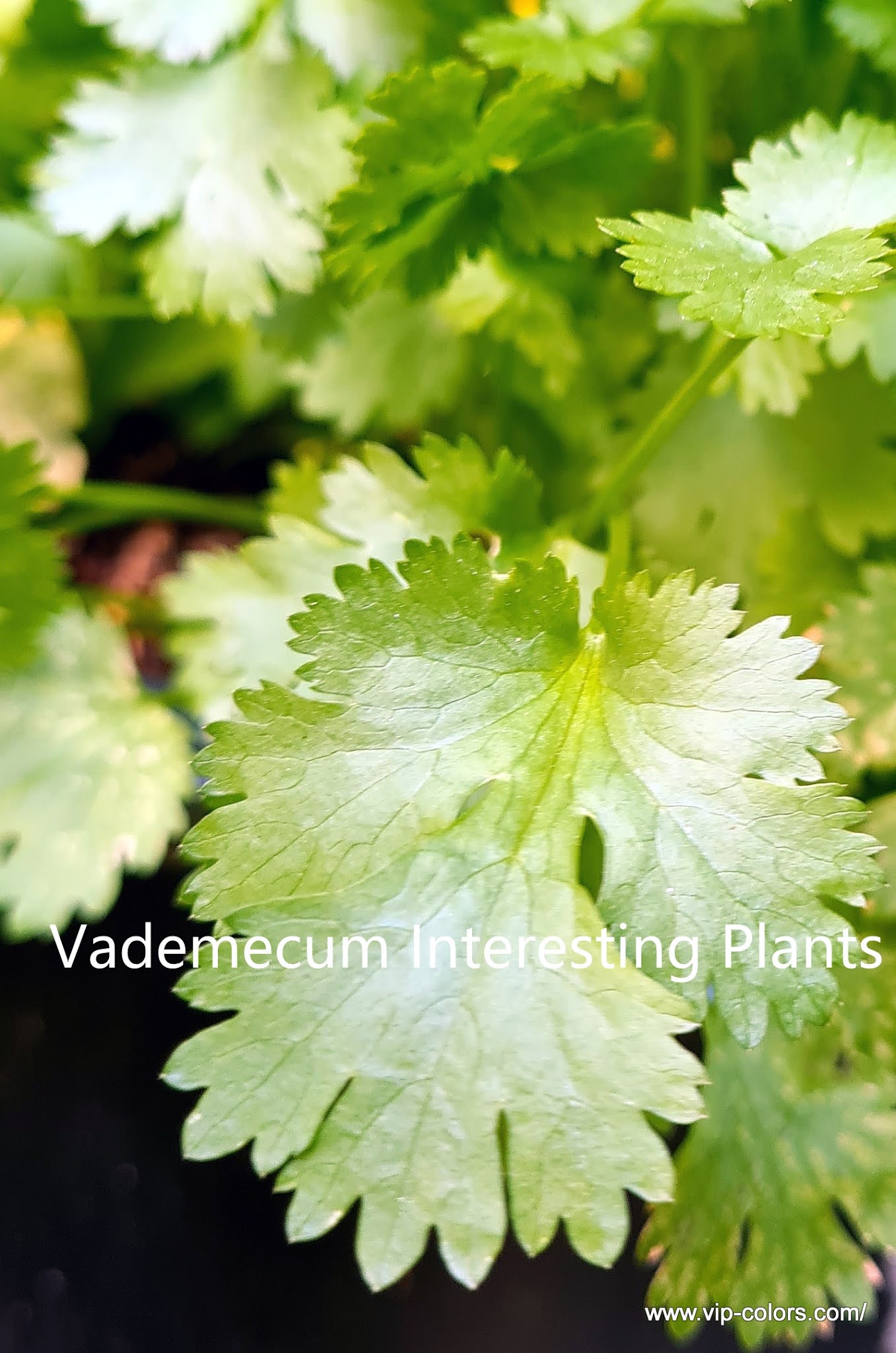 Vademecum Interesting Plants: Coriandrum sativum - Kolendra siewna ...