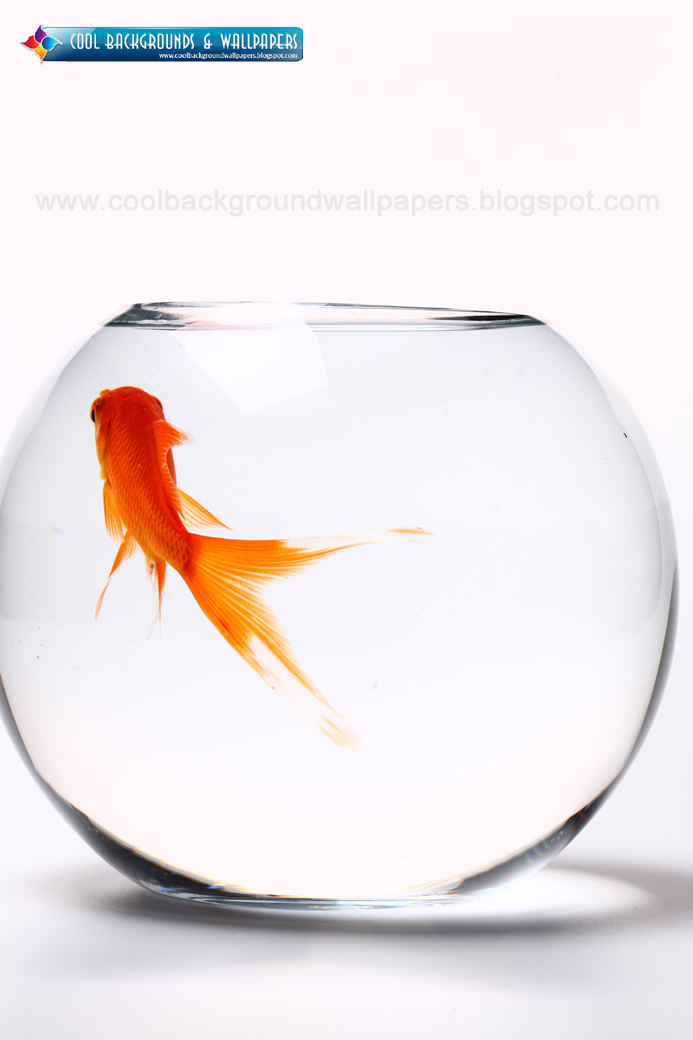 Wallpapers And Backgrounds: Gold Fish HD Wallpaper