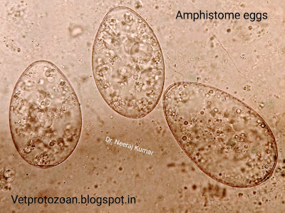VETERINARY PARASITOLOGY: AMPHISTOMES