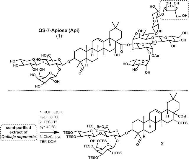 modern steroid science: Chemical Synthesis of the Immunostimulatory ...