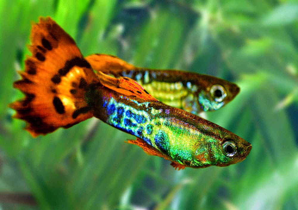 GUPPY FISH photos - wallpapers | the fun bank