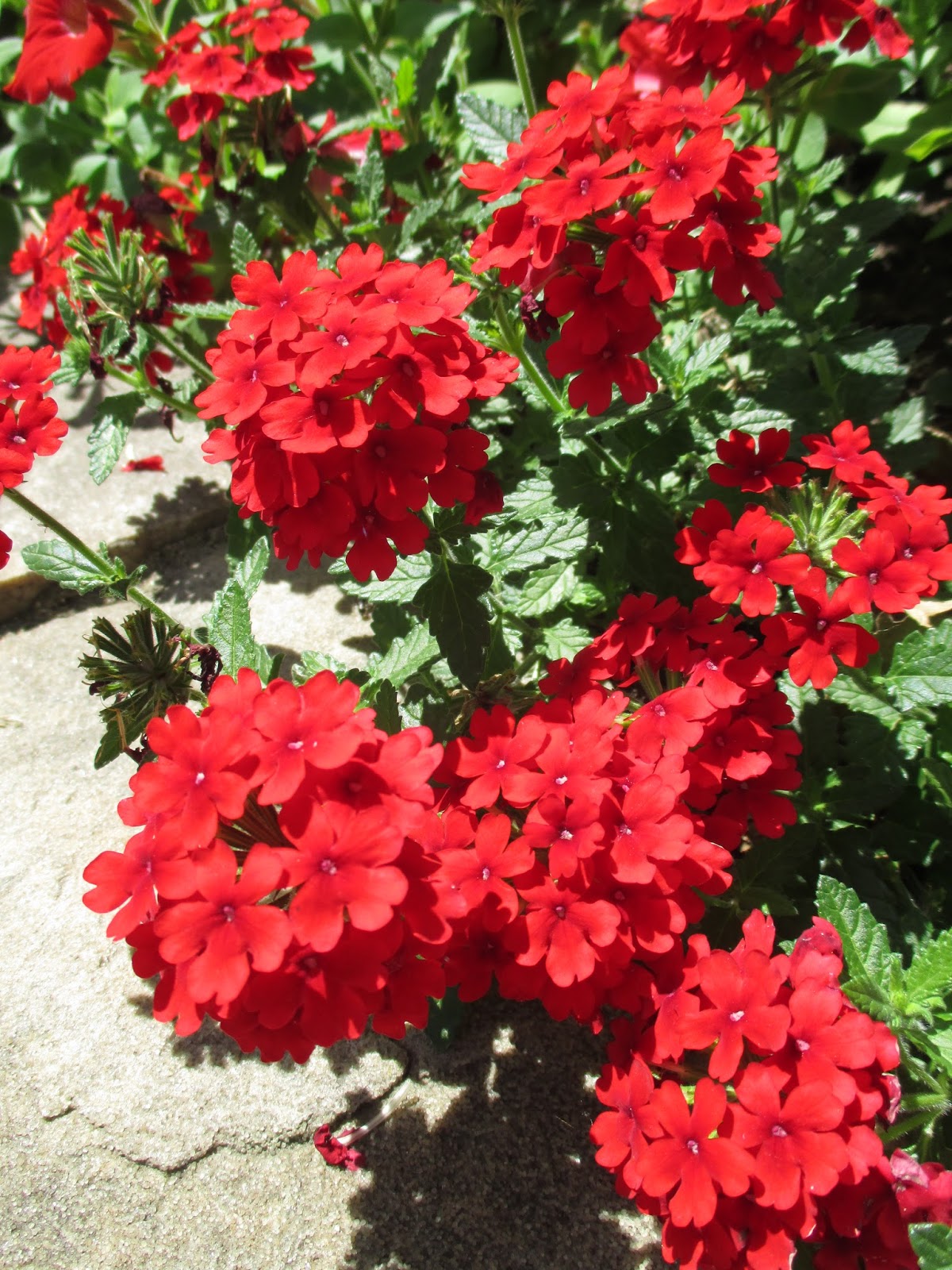 The Value of Verbena - Rotary Botanical Gardens