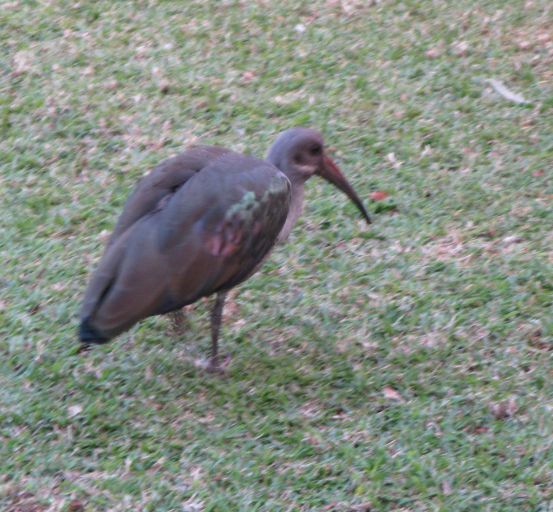 Gone To Smell the Roses: A very common bird in Johannesburg : the Hadeda