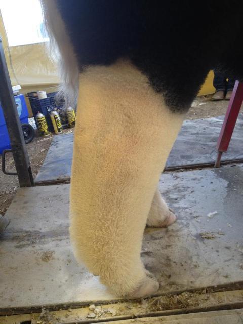 MITTAG Blog: LEG PERFECTION CONTEST - TOP 10