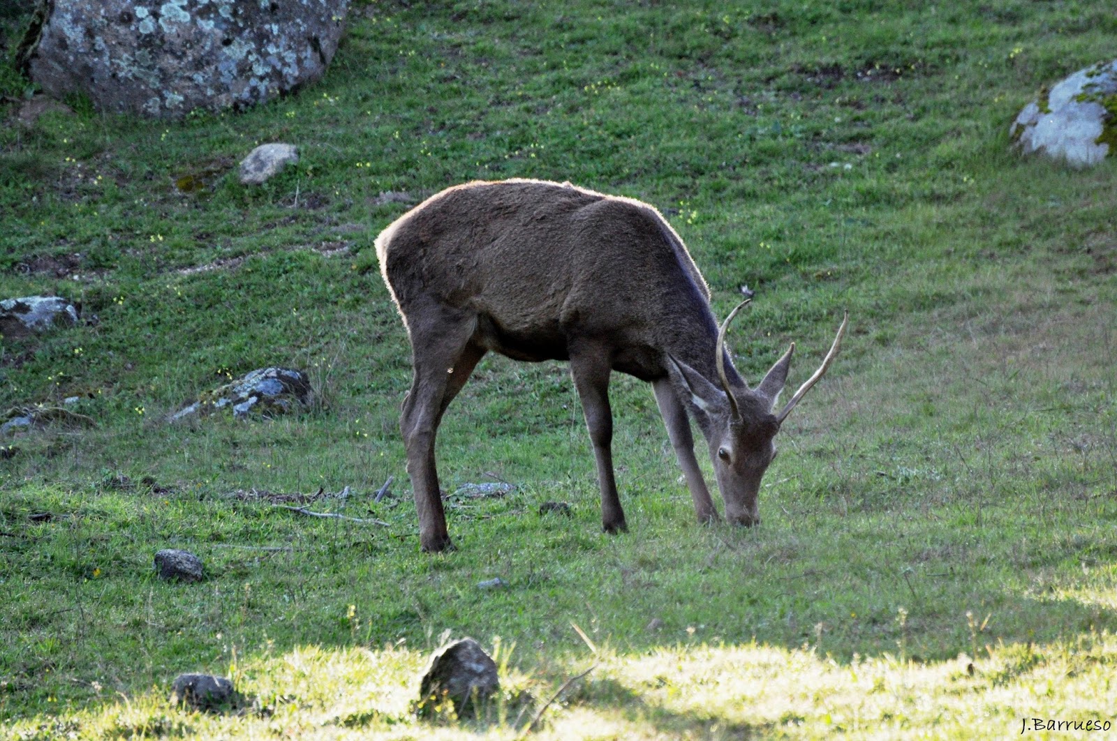 De paseo por la naturaleza: Las cuernas de los ciervos.