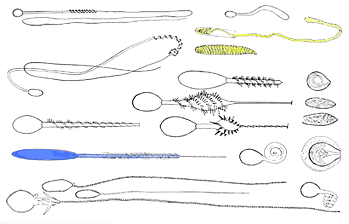 Celebrating Singapore Shores!: IYOR Intern's Take on Singapore's Marine ...