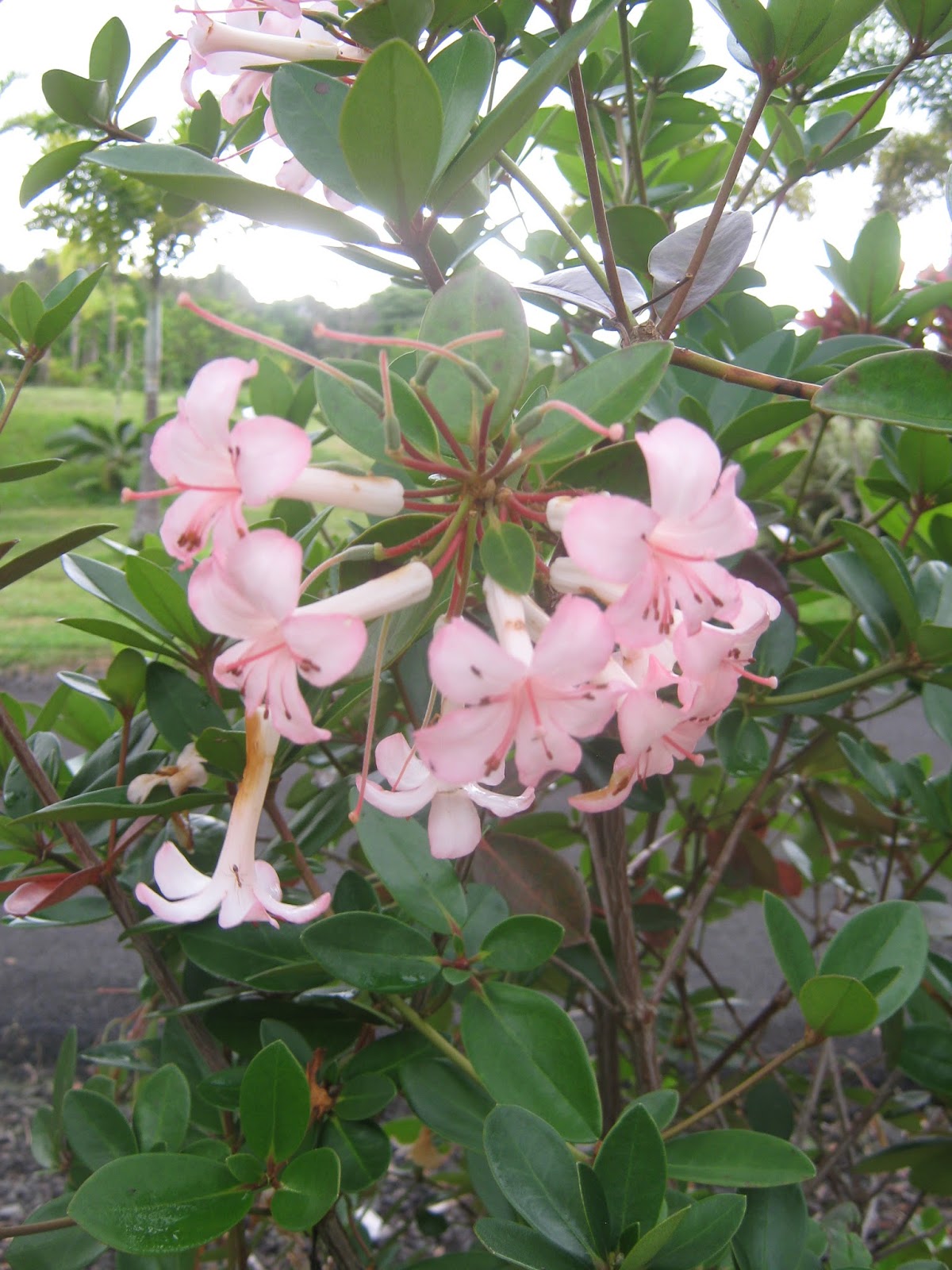 Garden Guy Hawaii: The Beautiful Vireya