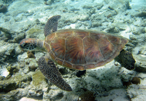 Chelonia mydas (Green Sea Turtle)