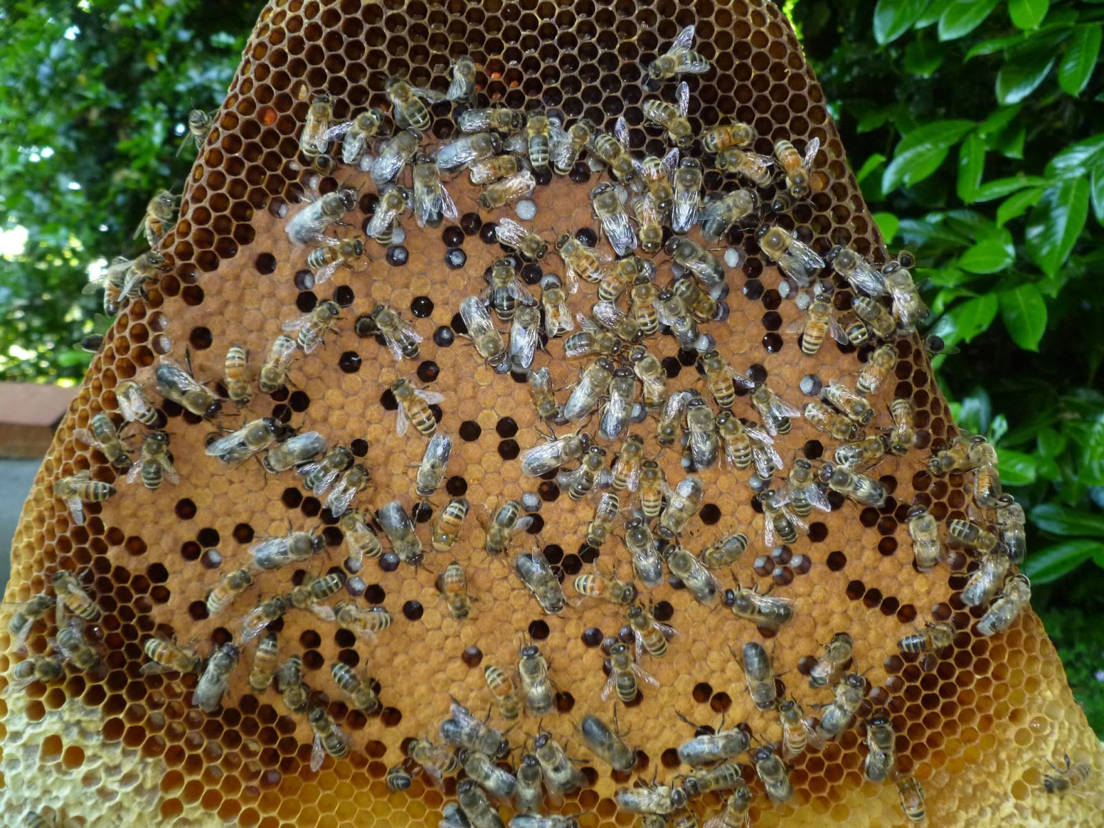 Queen Anne Bees: Supersedure Queens and Swarms
