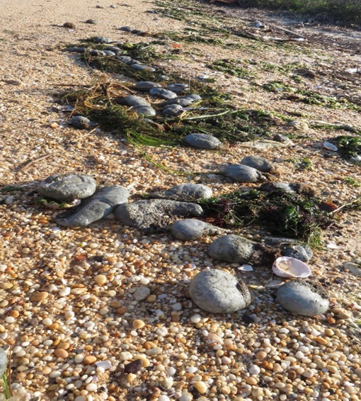Clean Ocean Action: What’s That Smell? Stinky Potato Sponges Cover ...