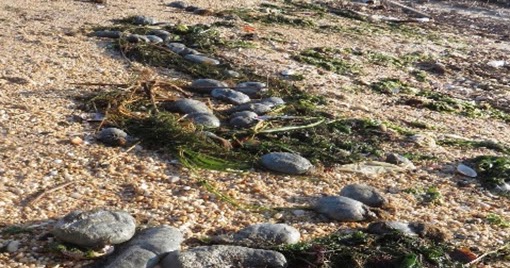 Clean Ocean Action: What’s That Smell? Stinky Potato Sponges Cover ...