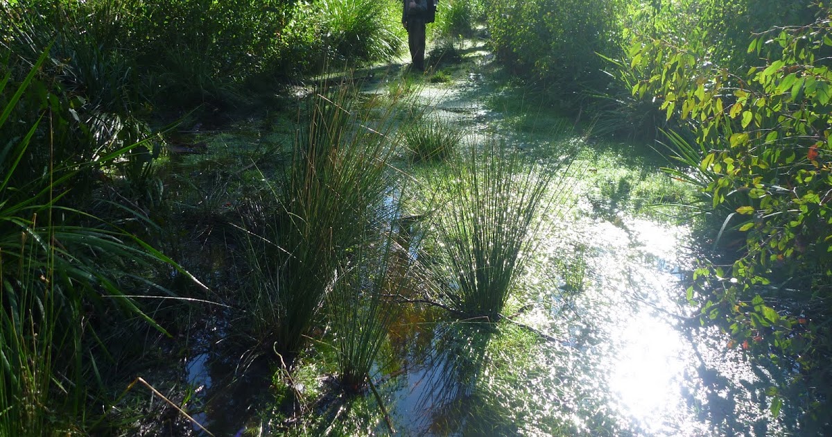 Wazza's Wanderers : Cabbs Track, Wombat State Forest