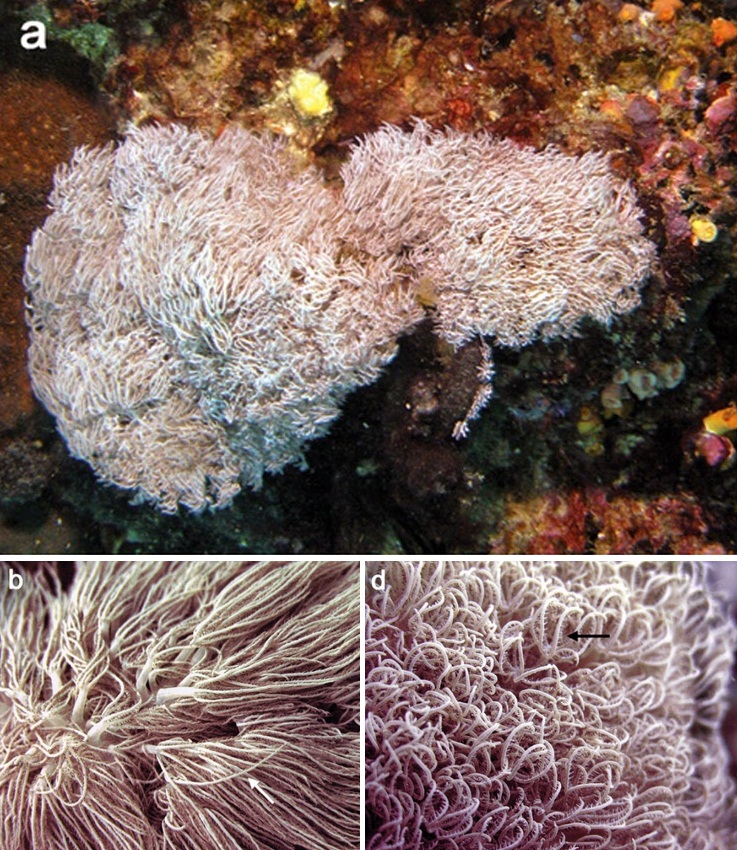 Species New to Science: [Cnidaria • 2014] Ovabunda andamanensis • A New ...