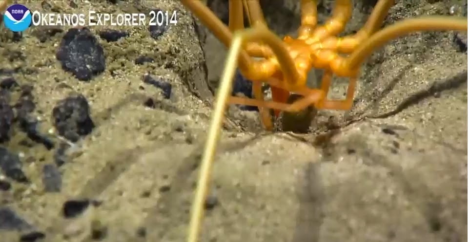 The Echinoblog: A panoply of Pycnogonid (sea spider) biology from the ...