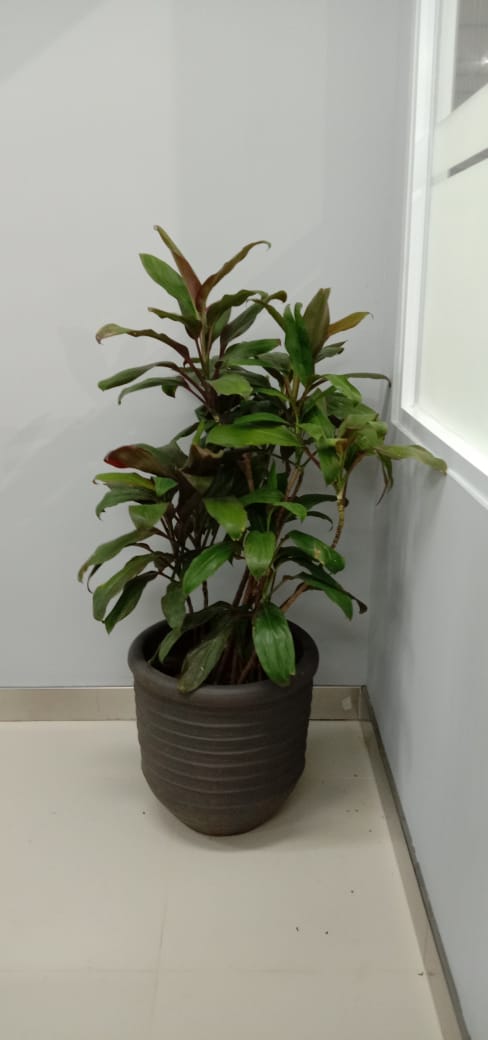 10 TANAMAN INDOR YANG COCOK DI DALAM RUANGAN ~ SINOX NURSERY