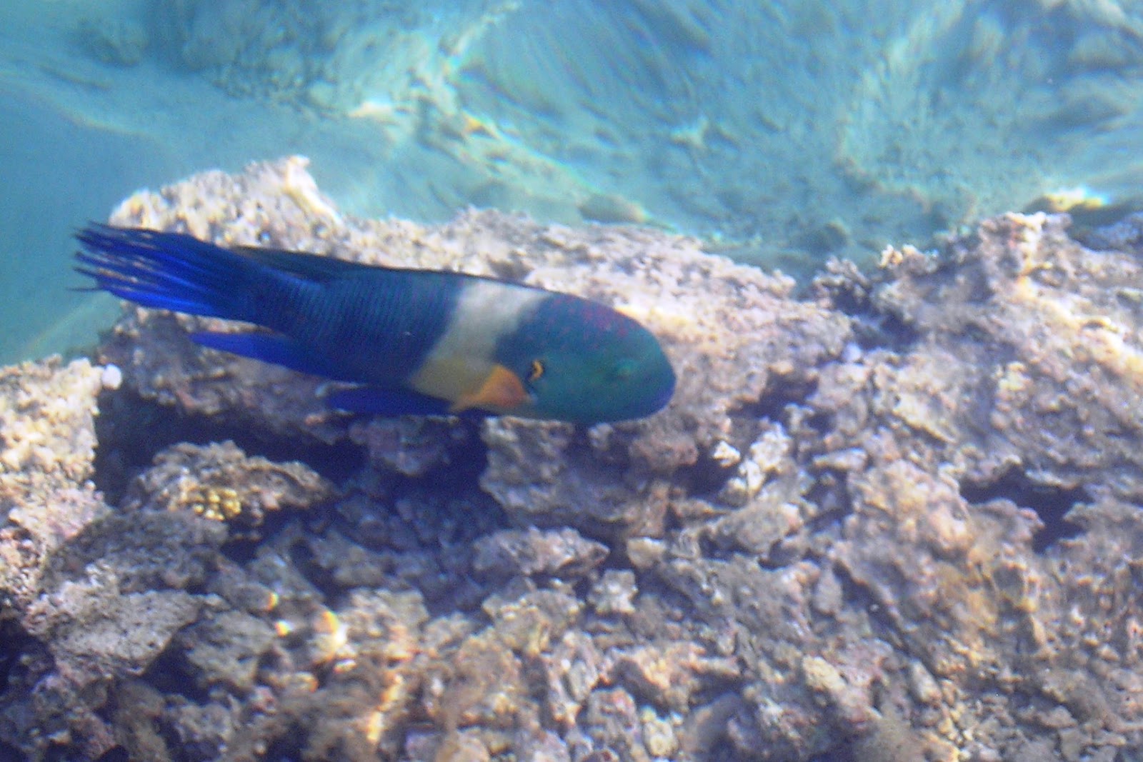 OrchidManija: Travel manija (2009,Madinat Makadi, Egiptas; Kemeras ...