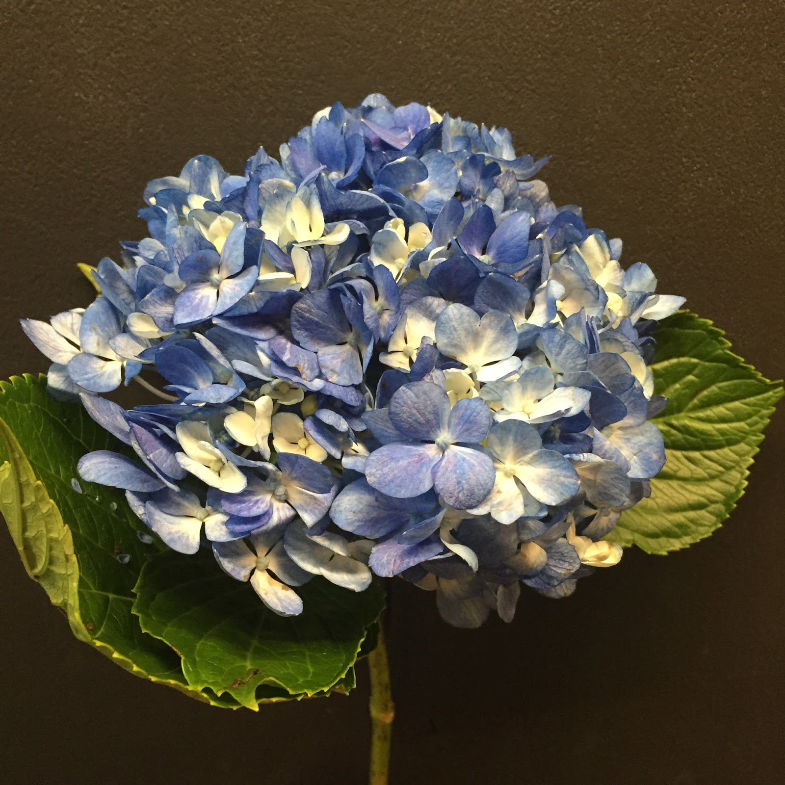 The Enchanted Petal: hydrangea
