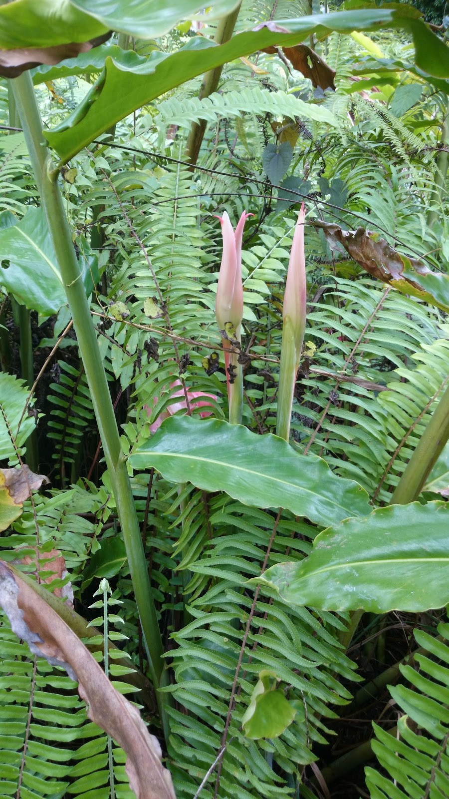 BUNGA KANTAN: BUNGA RIMBA YANG MEKAR - Rangkuman Cara Bertanam Lengkap