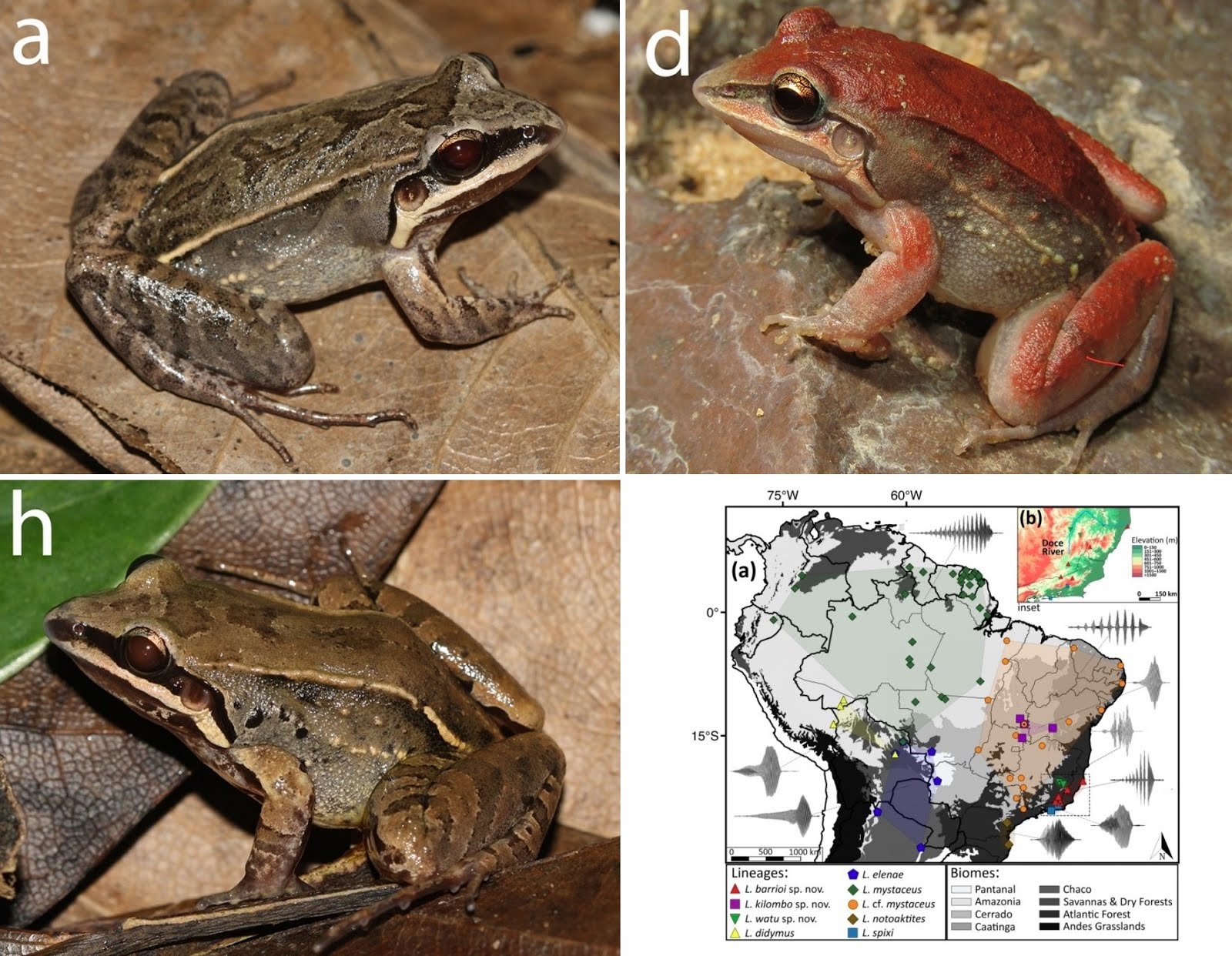 Species New to Science: [Herpetology • 2020] Leptodactylus barrioi, L ...