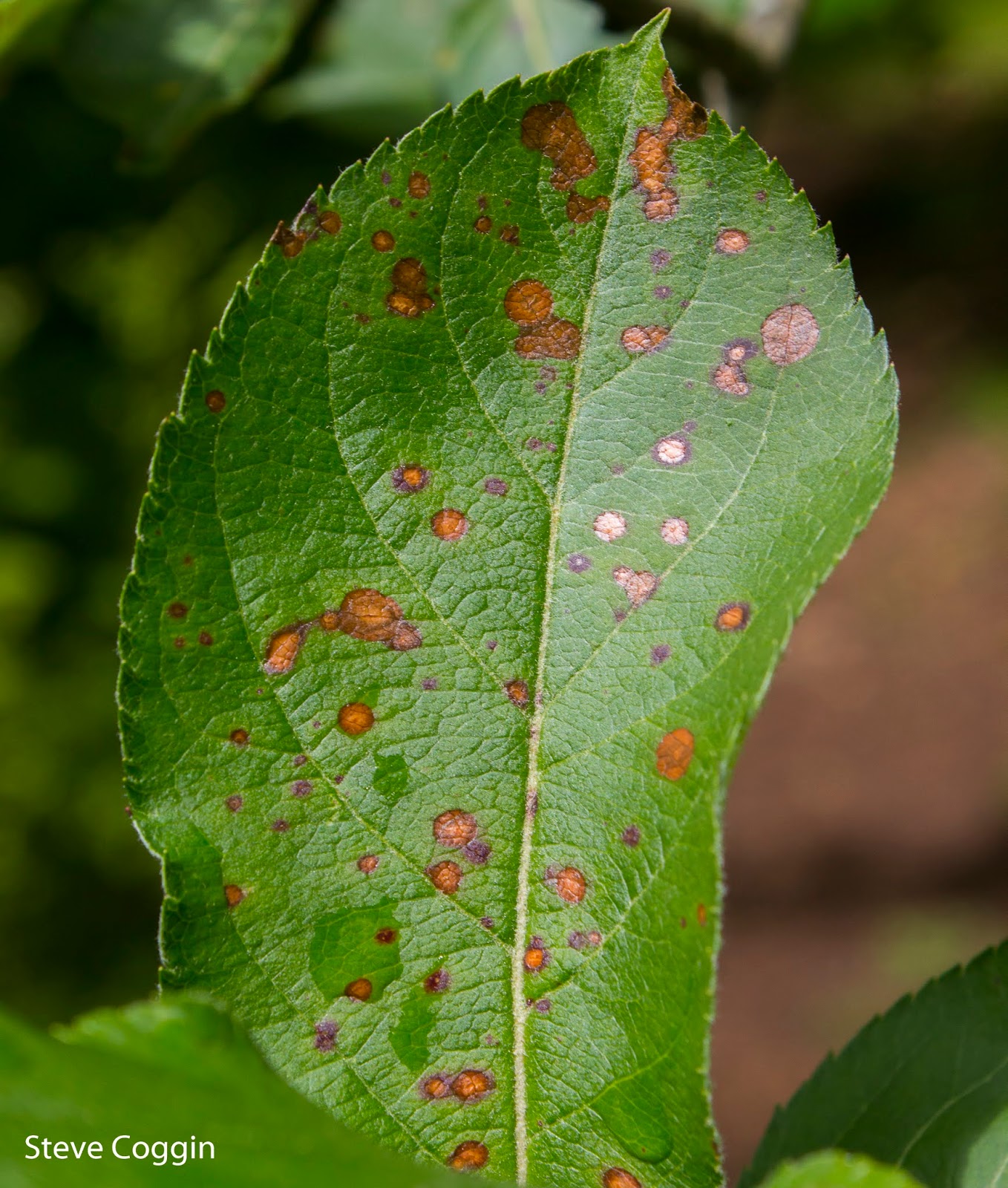 The Incompleat Naturalist: Cedar-apple Rust