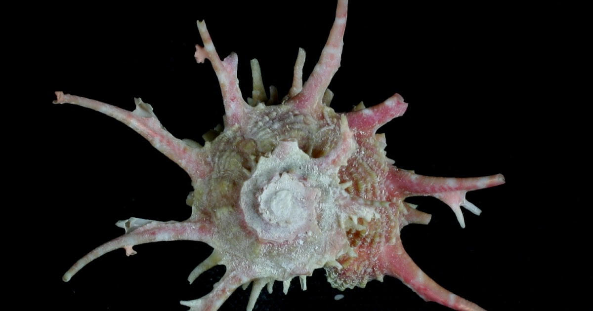 Real Monstrosities: Angaria