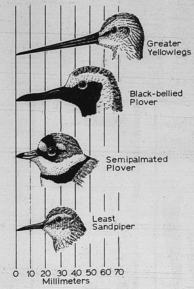 Notes from Halibut Point: Coastal Watch, Part 2 - Shorebird Bills