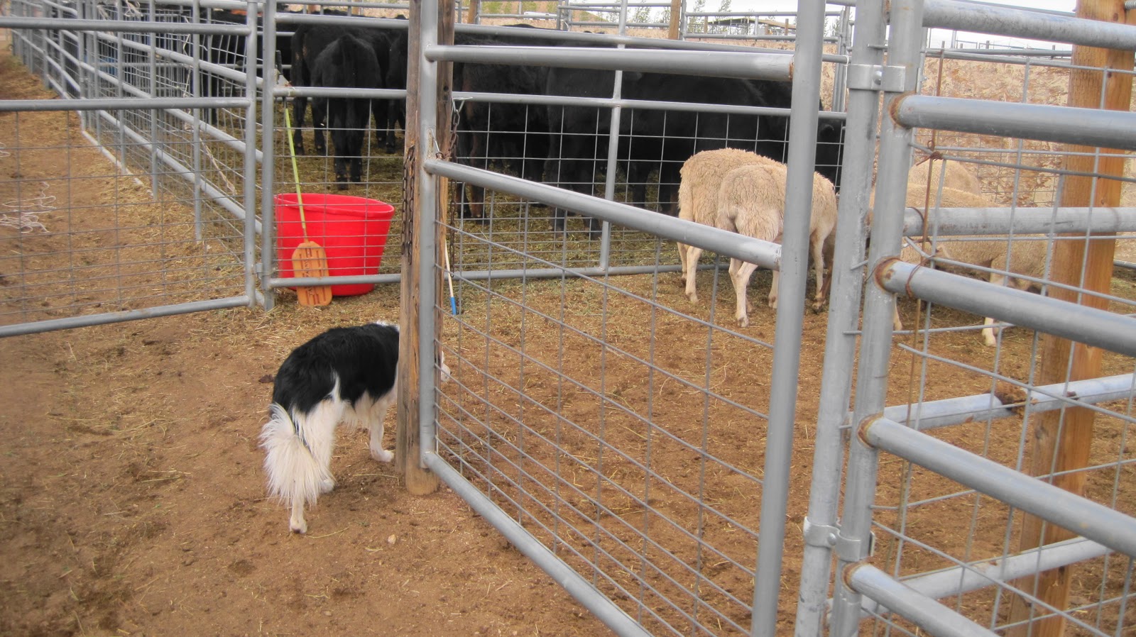 Three BCs and .....: AHBA Cattle, Goat, Sheep Trial