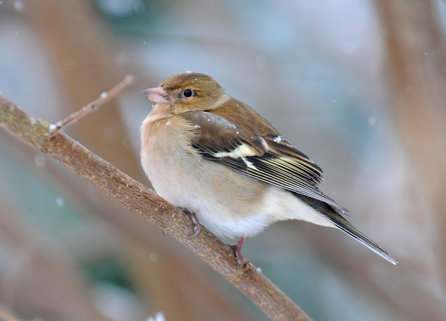 Bill's Birding: Snow Birds