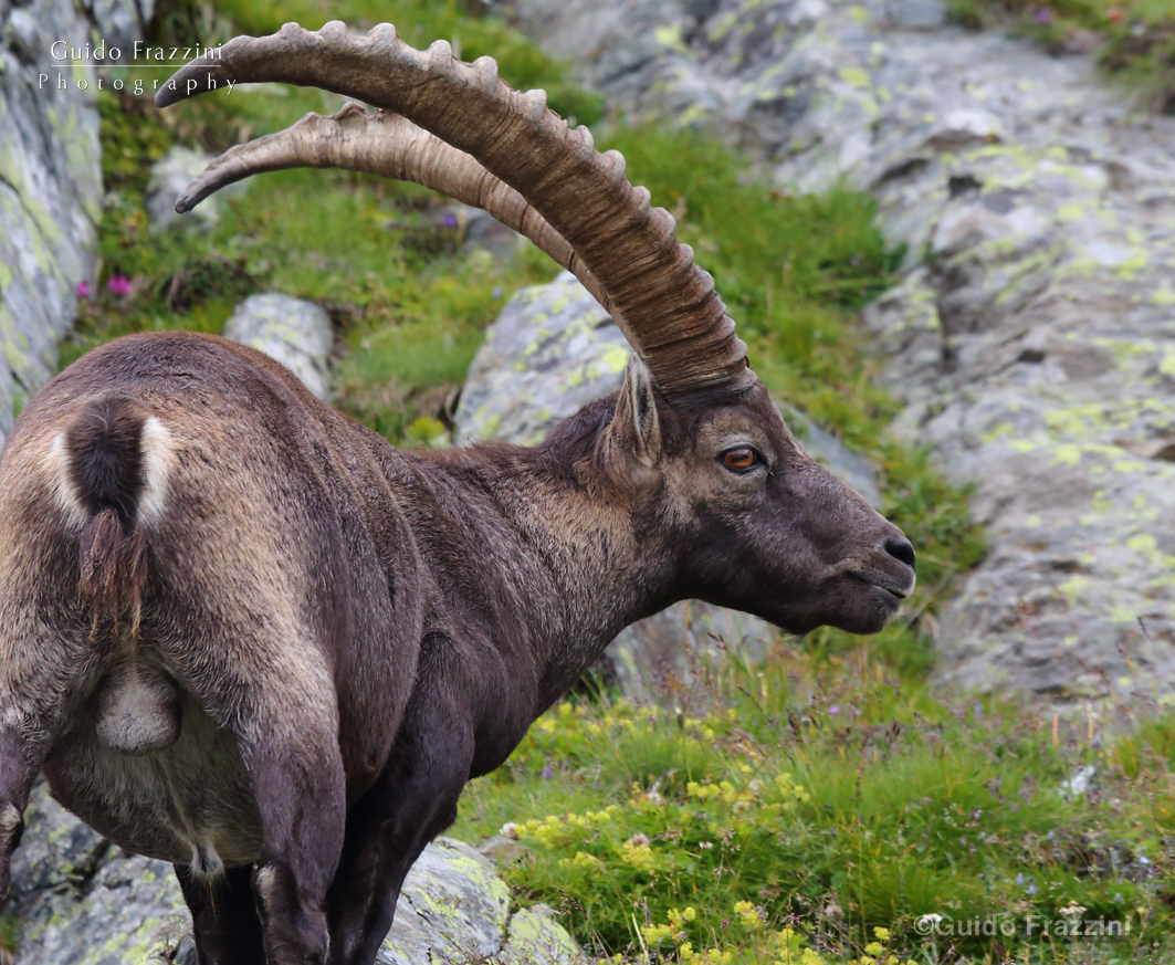 SEARCHING IMPRESSIONS OF LIFE: The Majestic Alpine Ibex