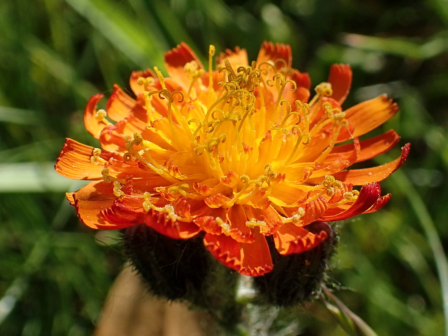 The Rainforest Fund Project: Settle Wildflowers - Day 63 - Orange 4 ...