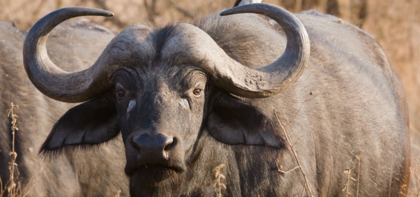 Stethoscope On Rome: The Good, The Bad, and The Ugly