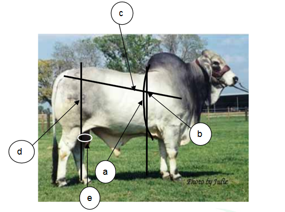 Cara Mengukur Ternak Sapi, Umur, Lingkar Dada, Panjang Badan dan Cara ...