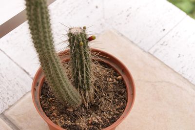 Cactus en el cielo: Cleistocactus candelilla en flor