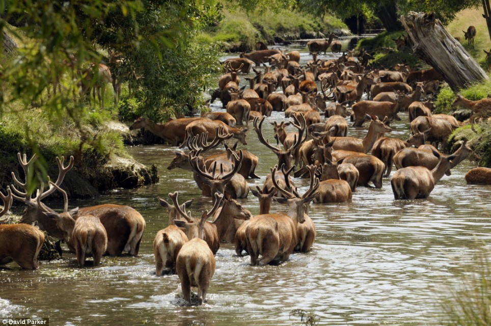 Wild Deer Pictures ~ High Definition Wallpapers|Cool Wallpapers|Nature ...