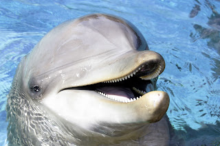 delfin: Delfin