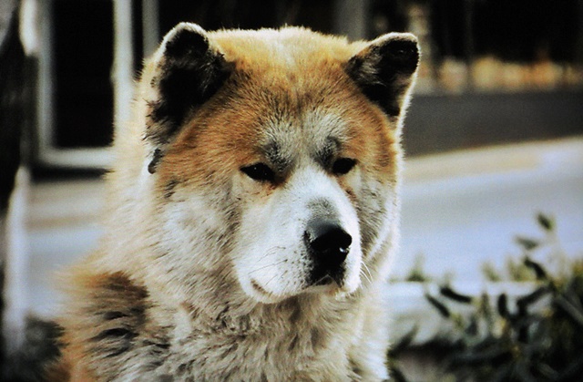 MUSINGS OF A SCI-FI FANATIC: Hachi: A Dog's Tale