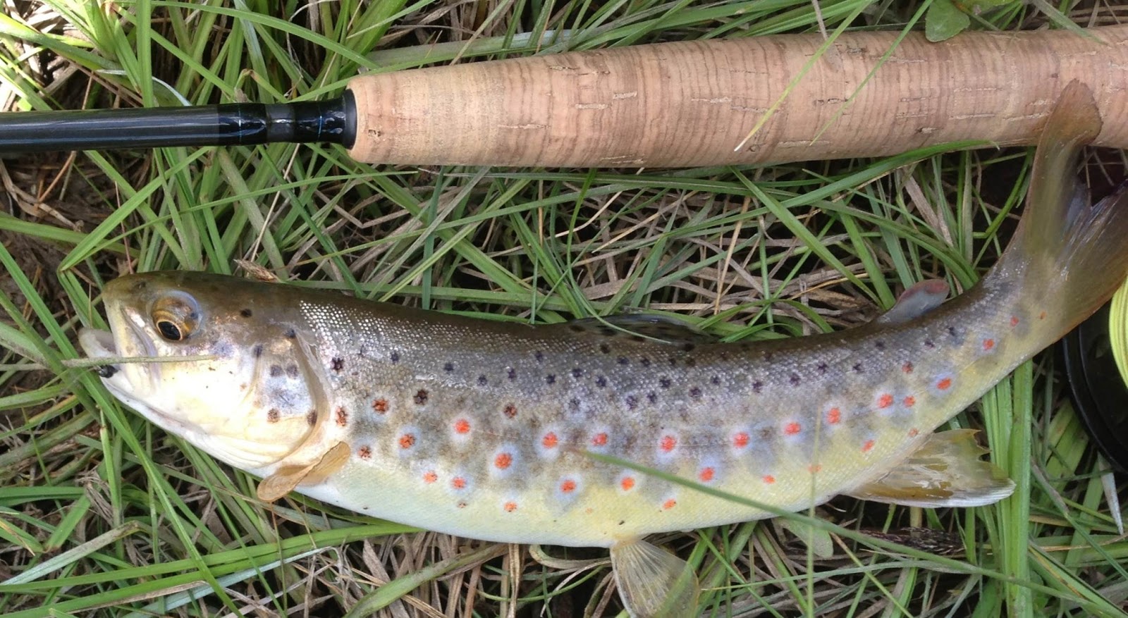 Gr8 Fish: Tomahawk SWA on Middle Fk of So Platte 03Jul13